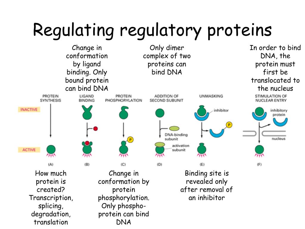 PPT - Unit 6: Regulatory Circuits PowerPoint Presentation, free ... PPT - Unit 6: Regulatory Circuits PowerPoint Presentation, free ...