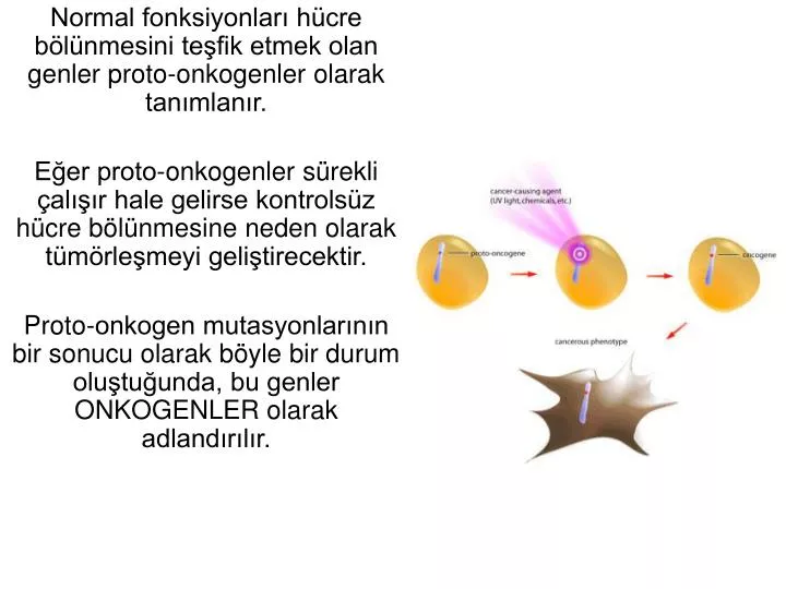PPT - Proto-onkogenler PowerPoint Presentation, free download - ID:4573916