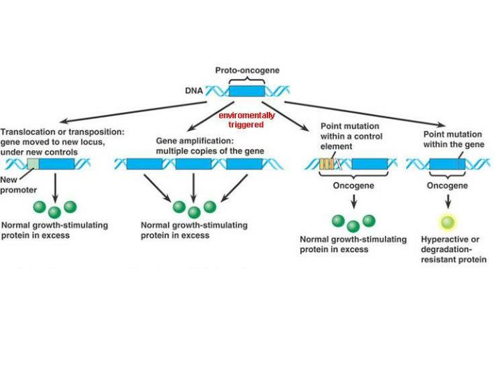 PPT - Proto-onkogenler PowerPoint Presentation - ID:4573916