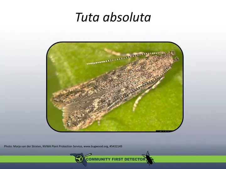 PPT - Tuta absoluta PowerPoint Presentation, free download - ID:4574253