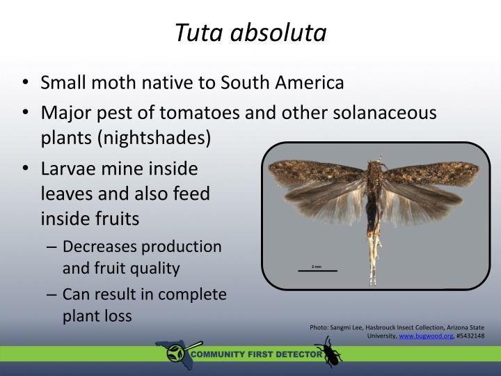 PPT - Tuta absoluta PowerPoint Presentation - ID:4574253