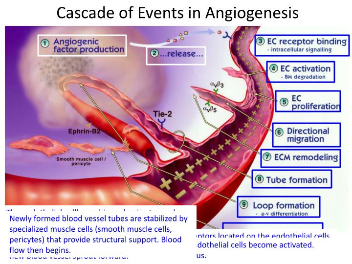 PPT - Module 1-b Angiogenesis PowerPoint Presentation - ID:4574291