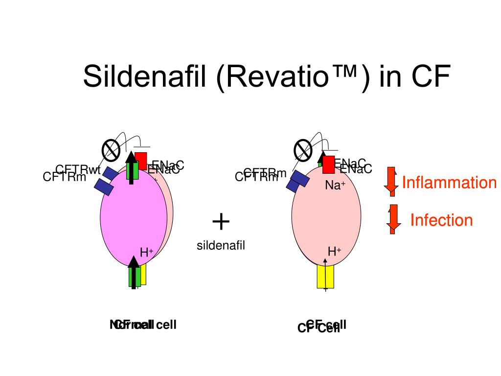 PPT - The Cystic Fibrosis Therapeutics Development Network and CF ...