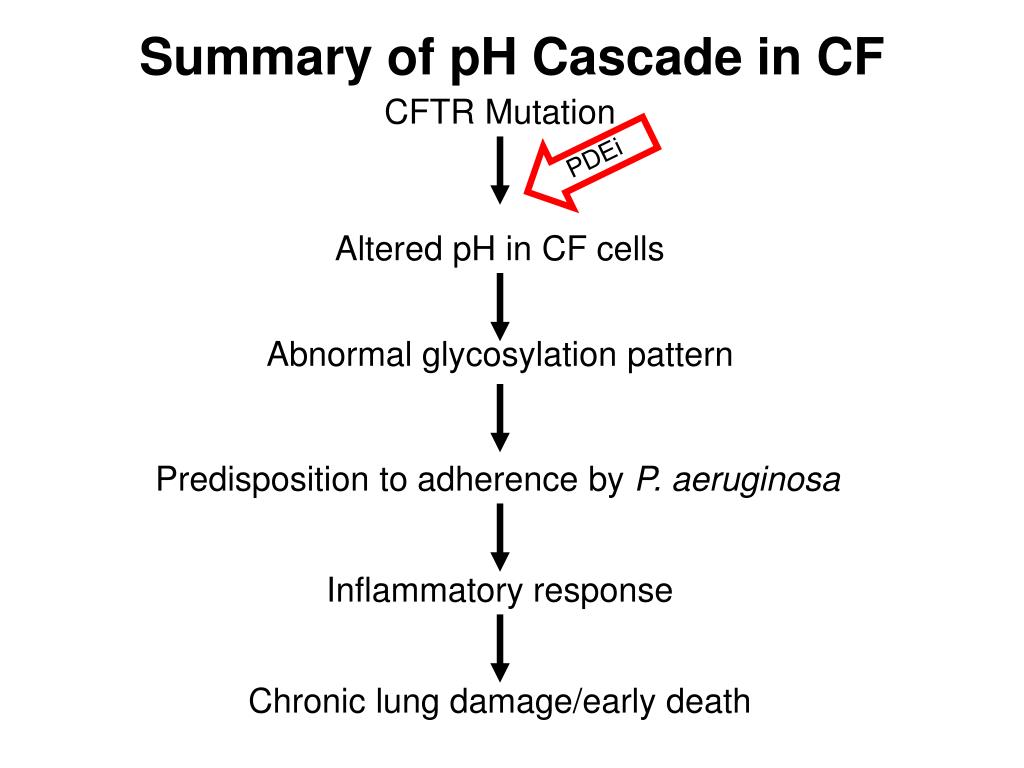PPT - The Cystic Fibrosis Therapeutics Development Network and CF ...