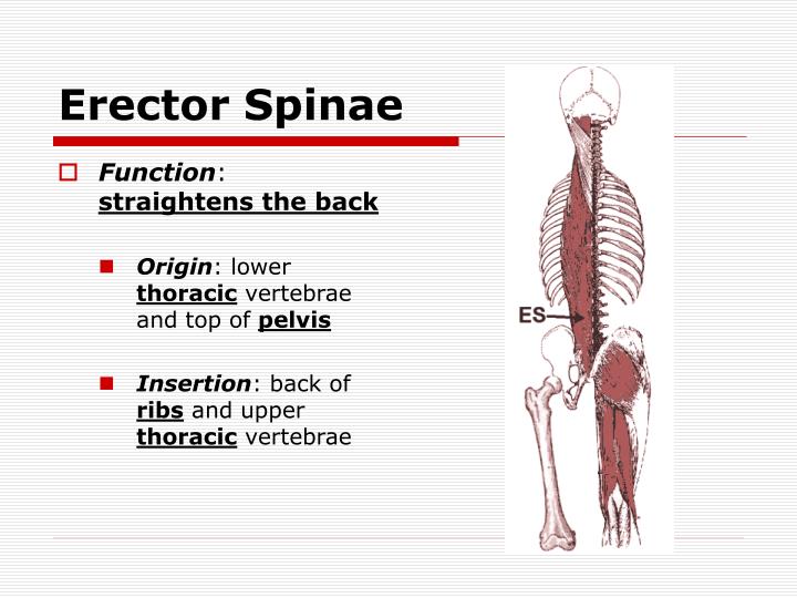 PPT - Muscles in the Shoulder, Chest, Arm, Stomach, and Back PowerPoint ...
