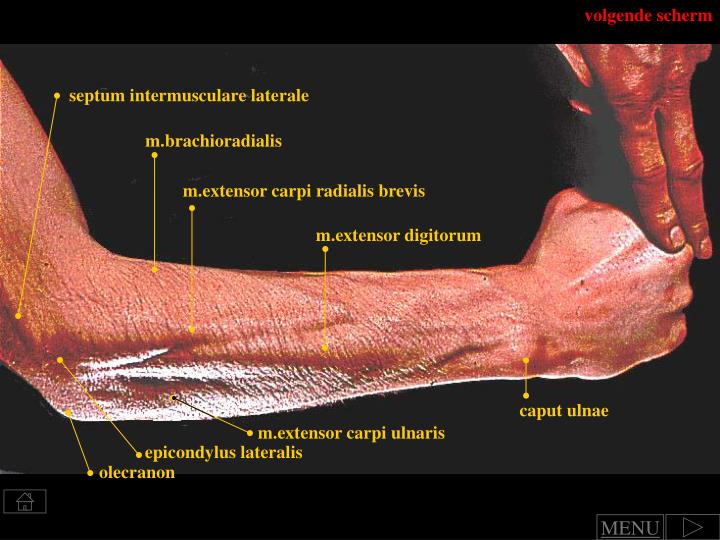 PPT - ANATOMIE in VIVO “het bewegingsapparaat” PowerPoint Presentation ...