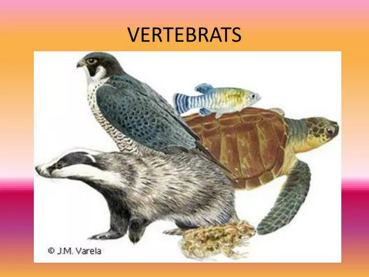 PPT - VERTEBRATS PowerPoint Presentation, free download - ID:4579130
