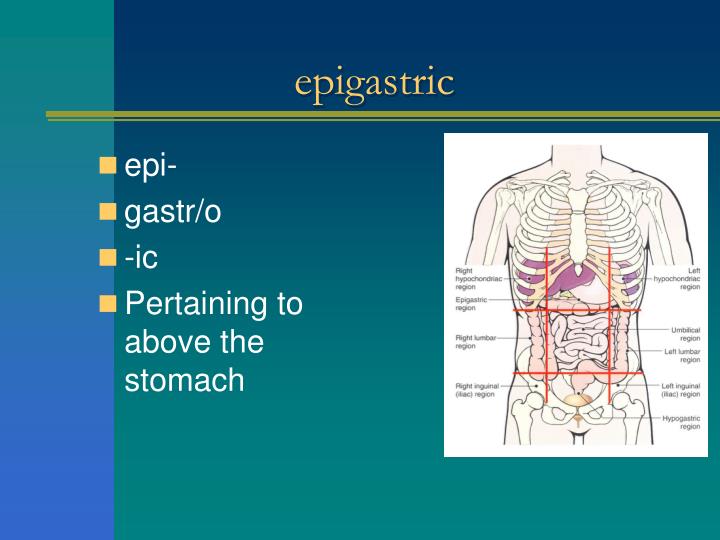PPT - Chapter 2: Terms Pertaining to the Body as a Whole PowerPoint ...