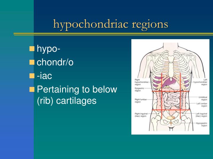 PPT - Chapter 2: Terms Pertaining to the Body as a Whole PowerPoint ...