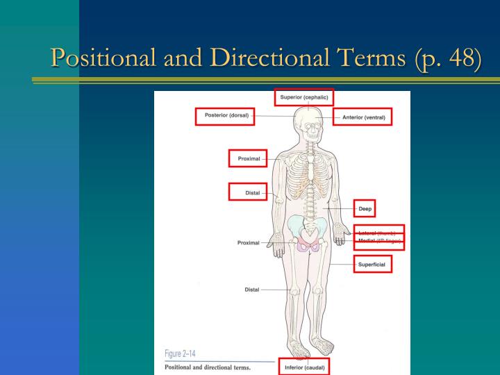 PPT - Chapter 2: Terms Pertaining to the Body as a Whole PowerPoint ...