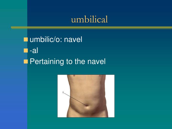 PPT - Chapter 2: Terms Pertaining to the Body as a Whole PowerPoint ...