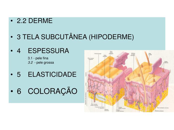 PPT - SISTEMA TEGUMENTAR PowerPoint Presentation - ID:4579669