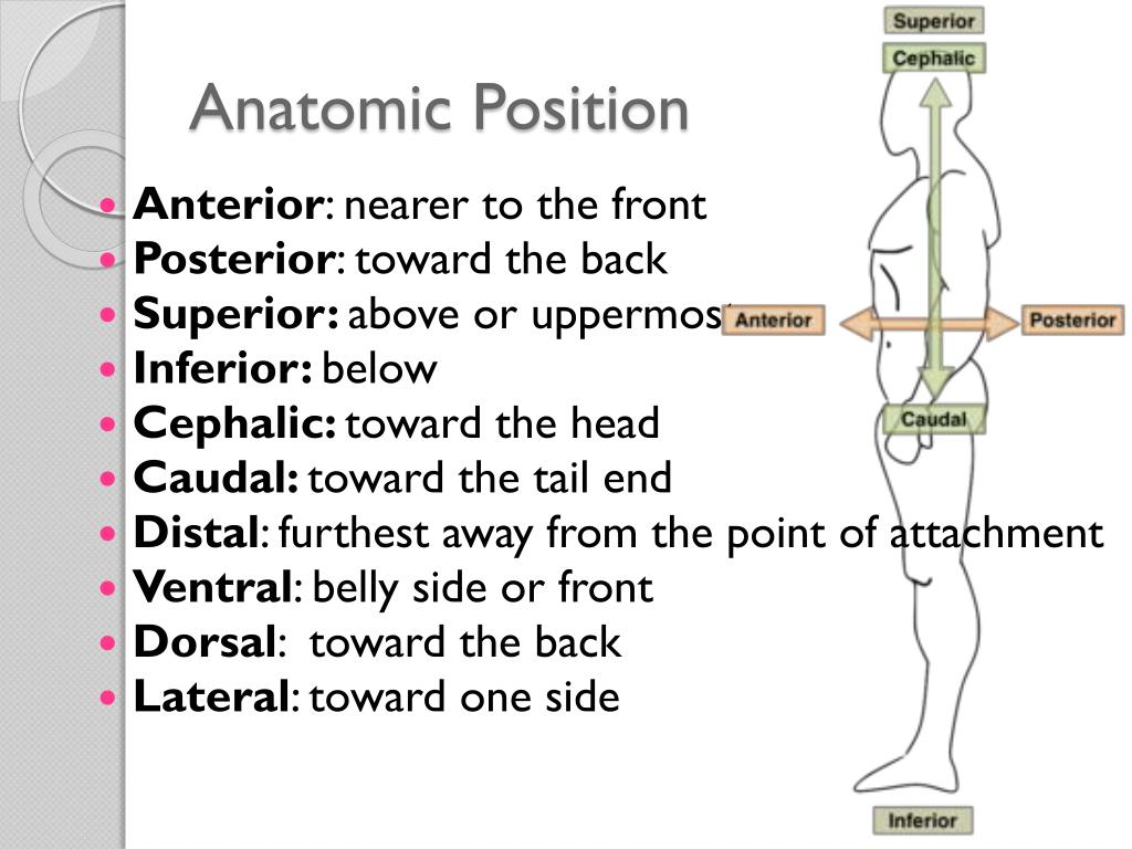 Anatomical Position Definition