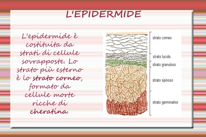 PPT - APPARATO TEGUMENTARIO PowerPoint Presentation - ID:4580059