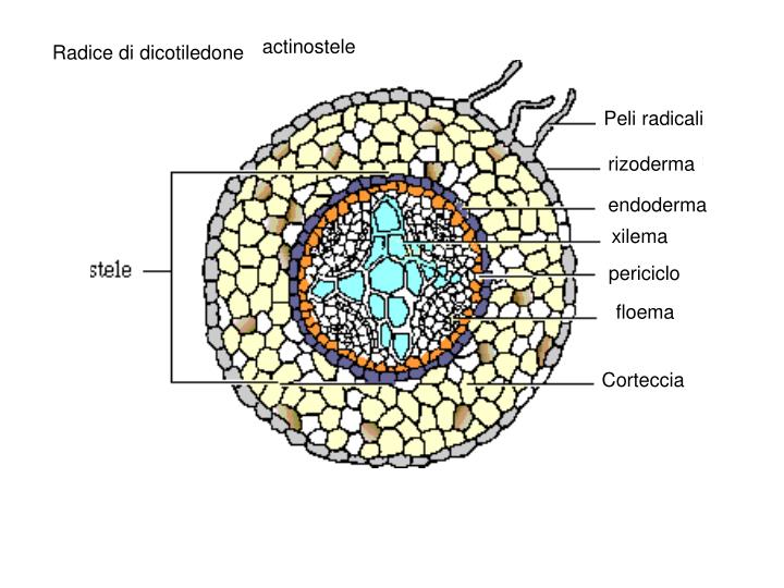 PPT - L’apomissia è un processo nel quale la fecondazione della cellula ...