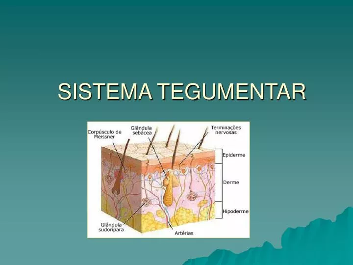 PPT - SISTEMA TEGUMENTAR PowerPoint Presentation, free download - ID ...