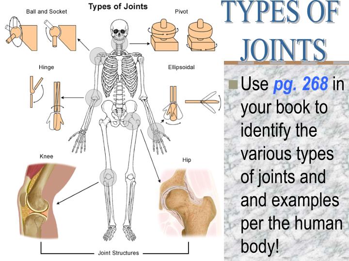 PPT - Appendicular Skeleton Lecture Notes PowerPoint Presentation - ID ...
