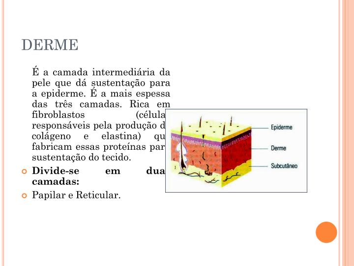 PPT - A PELE PowerPoint Presentation - ID:4580752
