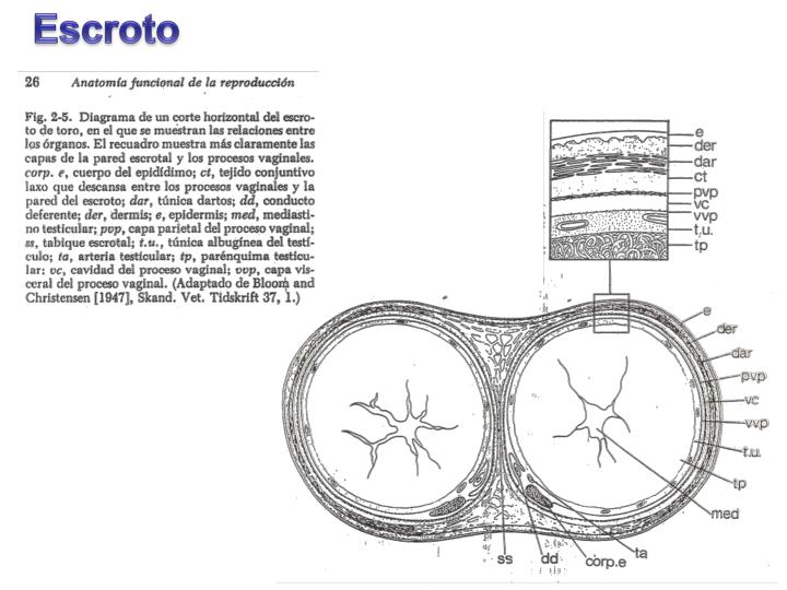 PPT - Aparato Reproductor del Macho PowerPoint Presentation - ID:4580903