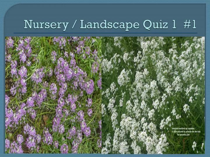 PPT - Nursery / Landscape Quiz 1 #1 PowerPoint Presentation, free ...