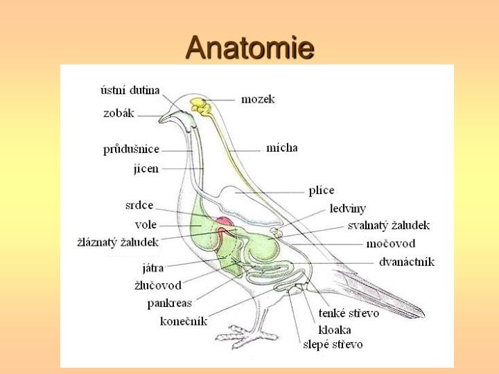 PPT - PTÁCI AVES PowerPoint Presentation - ID:4581402
