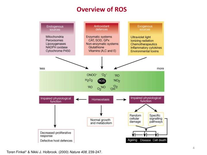 PPT - Oxidative Stress Concepts PowerPoint Presentation - ID:4581672