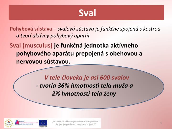 PPT - Kostrové svaly človeka PowerPoint Presentation - ID:4581810