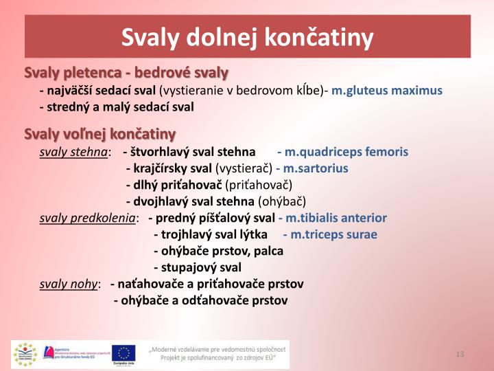 PPT - Kostrové svaly človeka PowerPoint Presentation - ID:4581810
