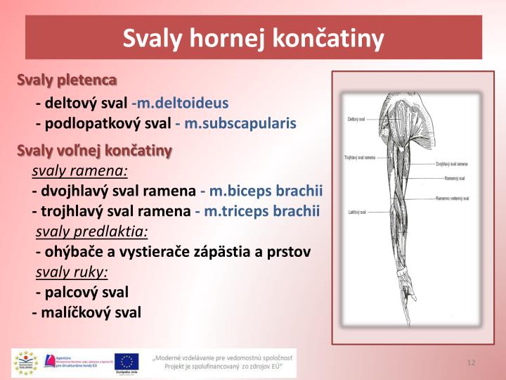 PPT - Kostrové svaly človeka PowerPoint Presentation - ID:4581810