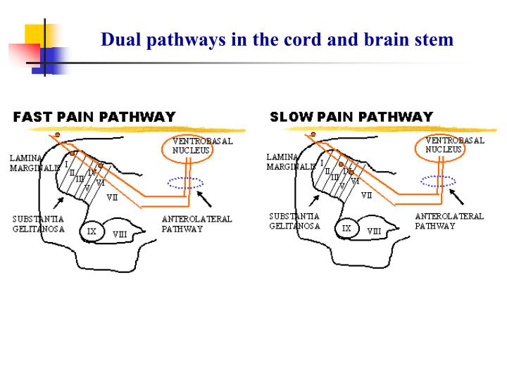 PPT - Somatic Sensations II Pain, Headache and Thermal Sensations ...