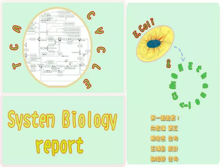 PPT - E.coli K-12 MG1655 pathway PowerPoint Presentation, free download - ID:4583036