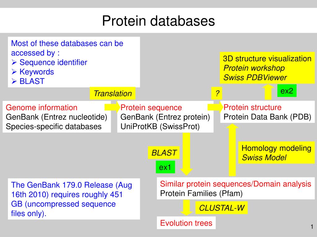 PPT - Genome information GenBank (Entrez nucleotide) Species-specific ... PPT - Genome information GenBank (Entrez nucleotide) Species-specific ...
