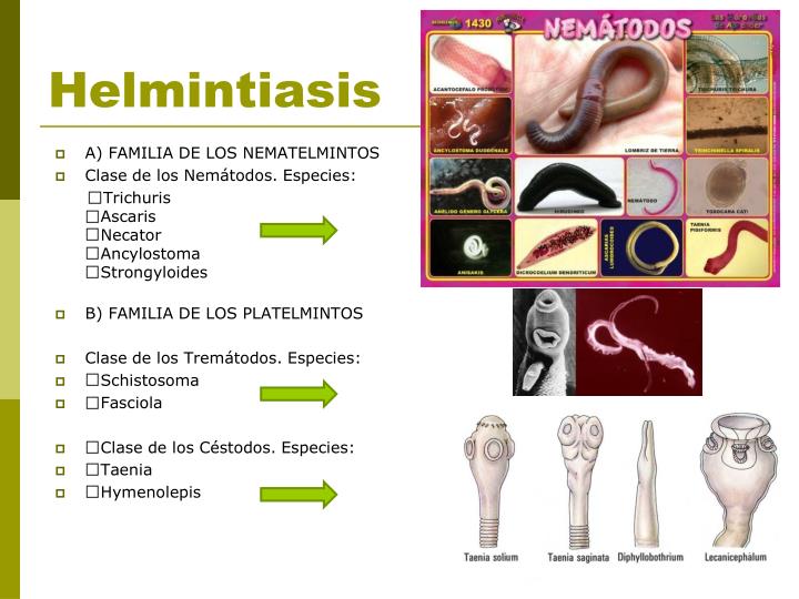PPT - Farmacoterapéutica de las ENFERMEDADES PRODUCIDAS POR PARASITOS ...