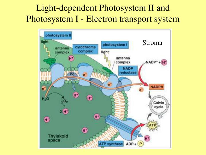 PPT - Photosynthesis PowerPoint Presentation - ID:4584642