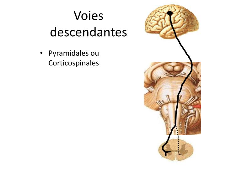 PPT - Tronc cérébral et V4 PowerPoint Presentation - ID:4584734