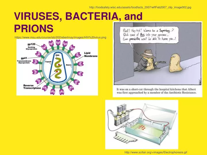 PPT - VIRUSES, BACTERIA, and PRIONS PowerPoint Presentation, free ...