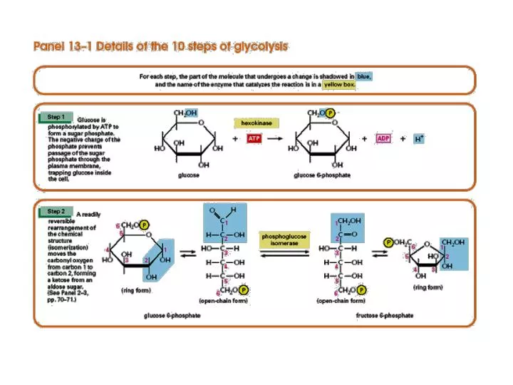 PPT - DHAP PowerPoint Presentation, free download - ID:4585254