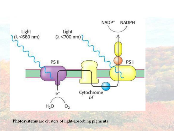 PPT - Photosynthesis PowerPoint Presentation - ID:4585317