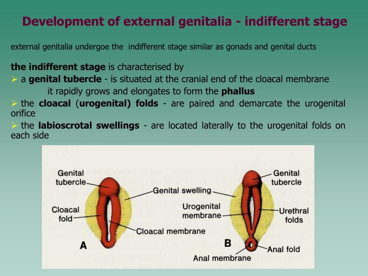 PPT - Lecture 6 General medicine_3rd semester PowerPoint Presentation ...