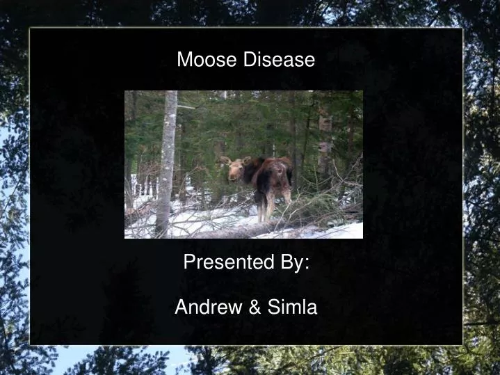 PPT - Moose Disease Presented By: Andrew & Simla PowerPoint ...