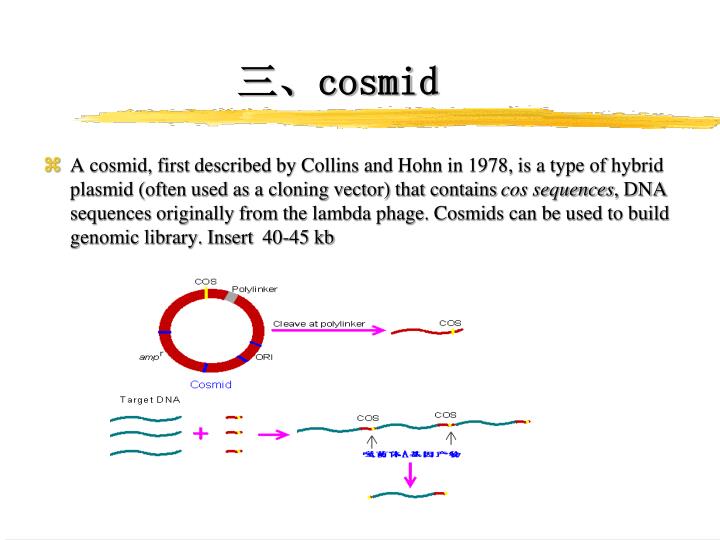 PPT - Gene engineering & Gene expression in vitro PowerPoint ...