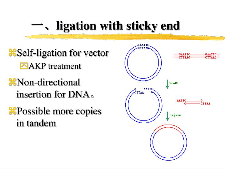 PPT - Gene engineering & Gene expression in vitro PowerPoint ...