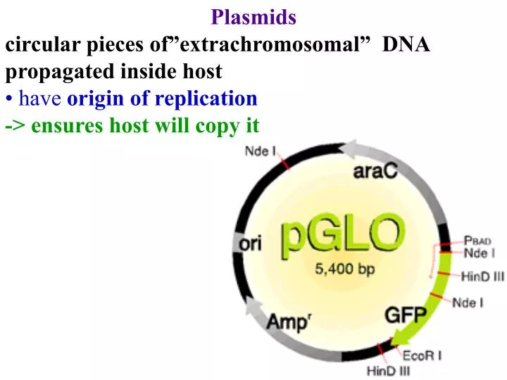 PPT - Plasmids circular pieces of”extrachromosomal” DNA propagated ...