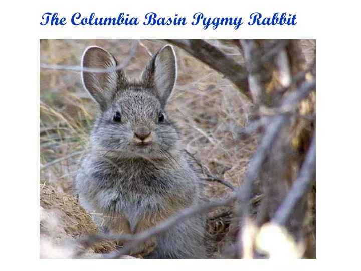 PPT - The Columbia Basin Pygmy Rabbit PowerPoint Presentation, free ...