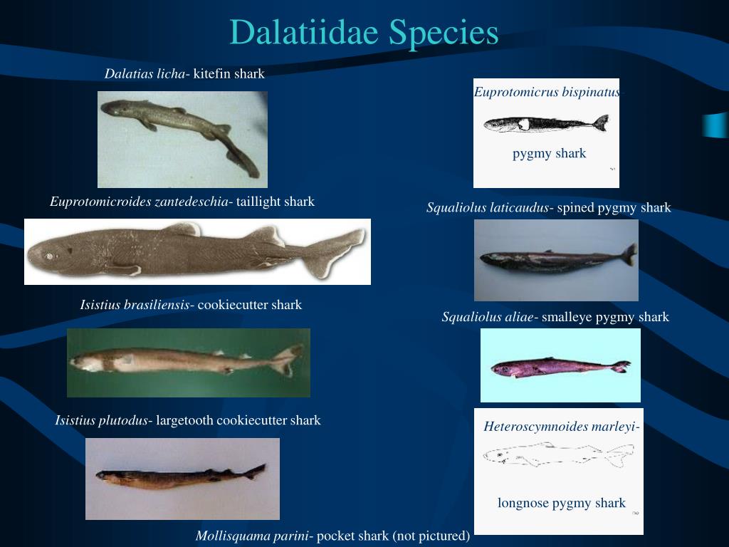 PPT - The Family Dalatiidae PowerPoint Presentation, free download - ID ...