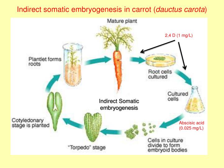 PPT - Plant Tissue Culture PowerPoint Presentation - ID:4586944