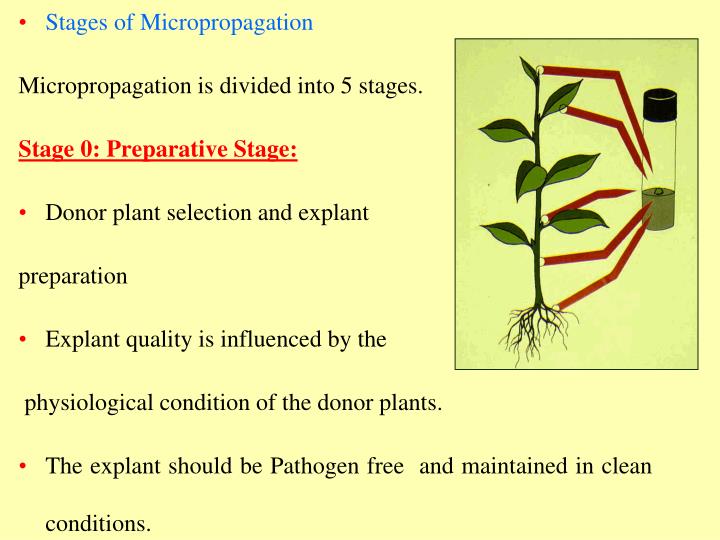 PPT - Plant Tissue Culture PowerPoint Presentation - ID:4586944