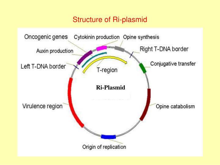 PPT - Plant Tissue Culture PowerPoint Presentation - ID:4586944