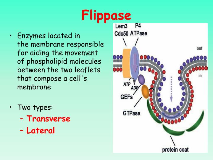 PPT - Lipids, Biological Membranes, and Membrane Transport Chapters 9 ...
