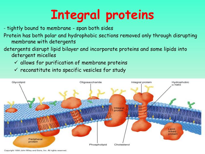PPT - Lipids, Biological Membranes, and Membrane Transport Chapters 9 ...